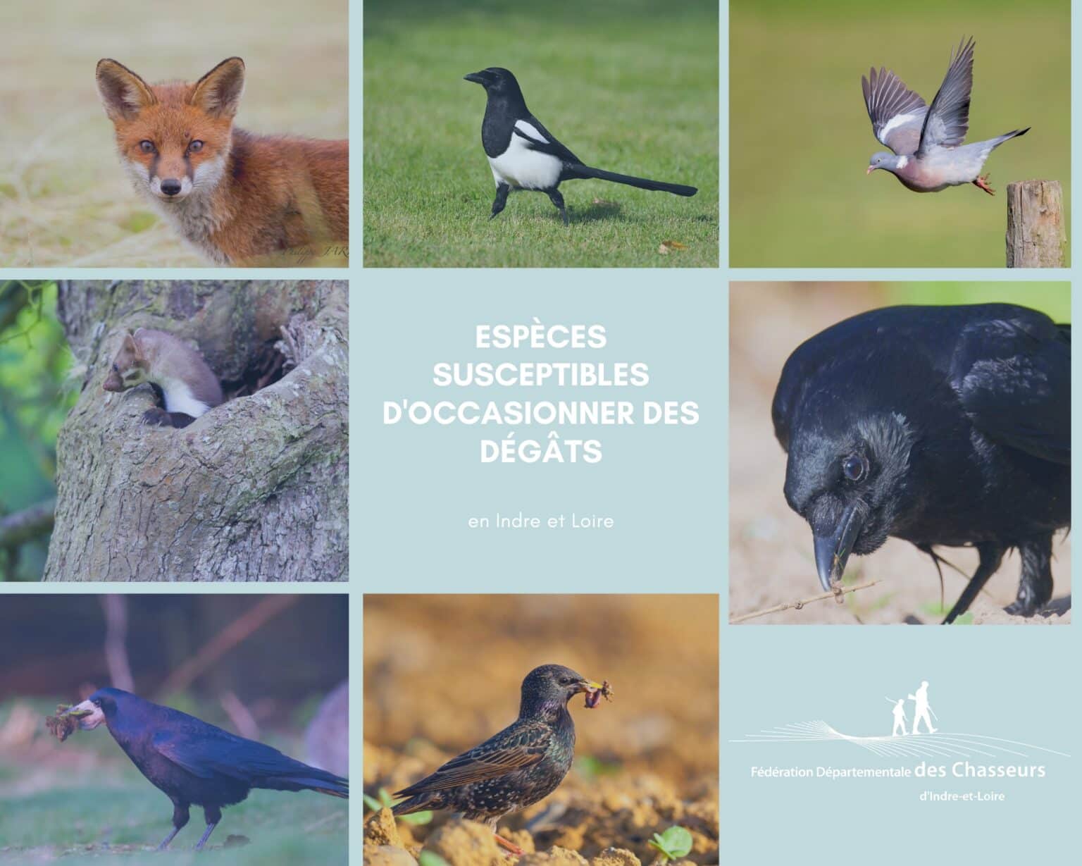 Demande de destruction espèces susceptibles d'occasionner des dégâts ...